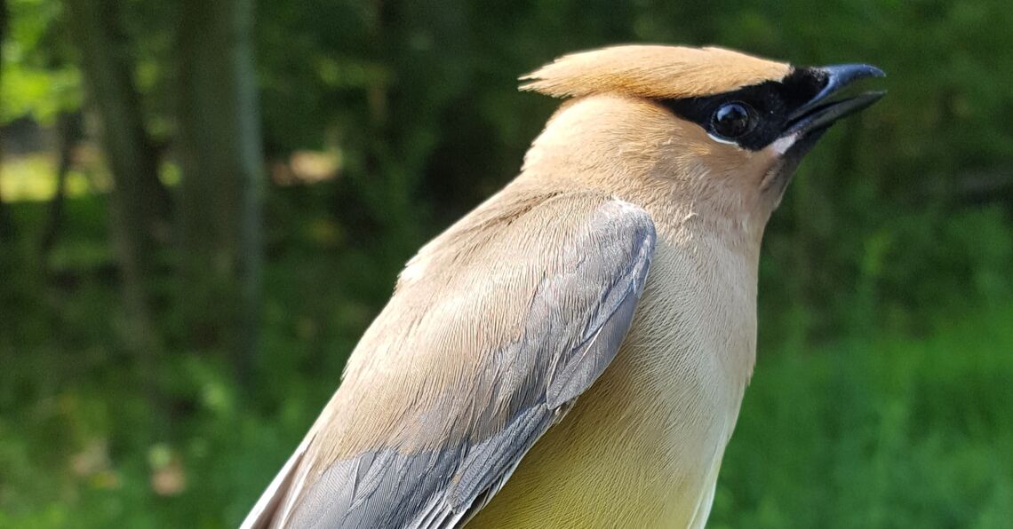 Bird Banding: How and Why We Catch Birds