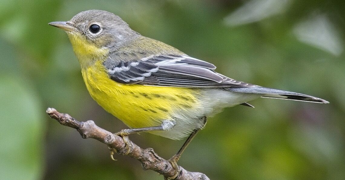 All About Warbler Identification - PROGRAM FULL